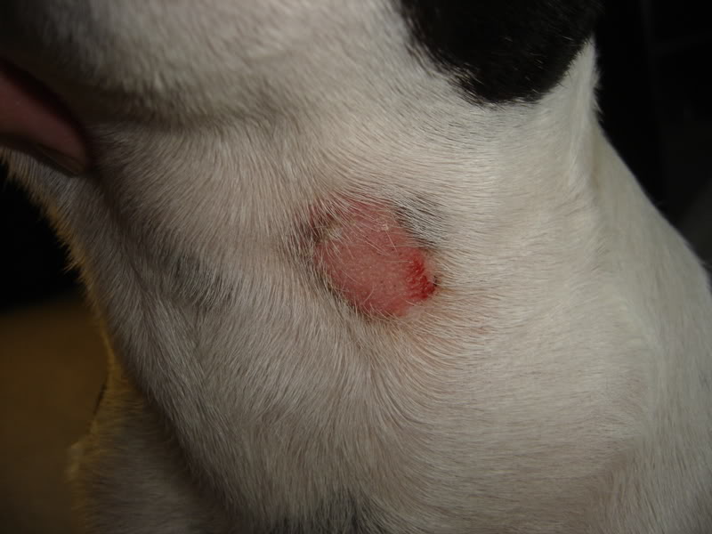 ¿Cómo saber si mi Perro tiene Tiña? Síntomas y tratamiento - FOTOS y ...