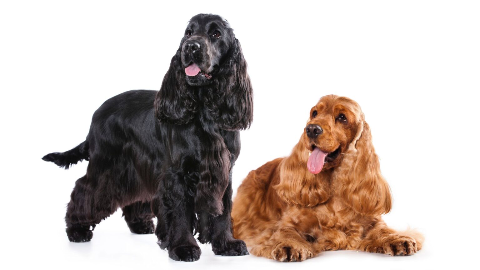 Los Cocker Spaniel