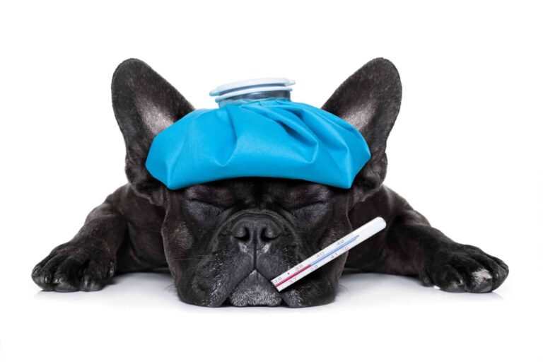 ᐅ El Parvovirus en Perros: Sus síntomas y su Tratamiento