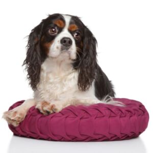 Cavalier King Charles Spaniel. Todo sobre la raza - con Fotos