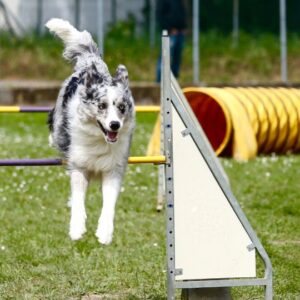 ᐅ El Agility canino, un deporte muy de moda