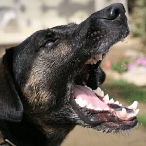 ᐅ Cómo enseñar a tu perro a no ladrar a otros perros